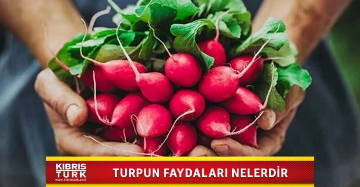 Turpun faydaları nelerdir - Kıbrıs Türk Haber